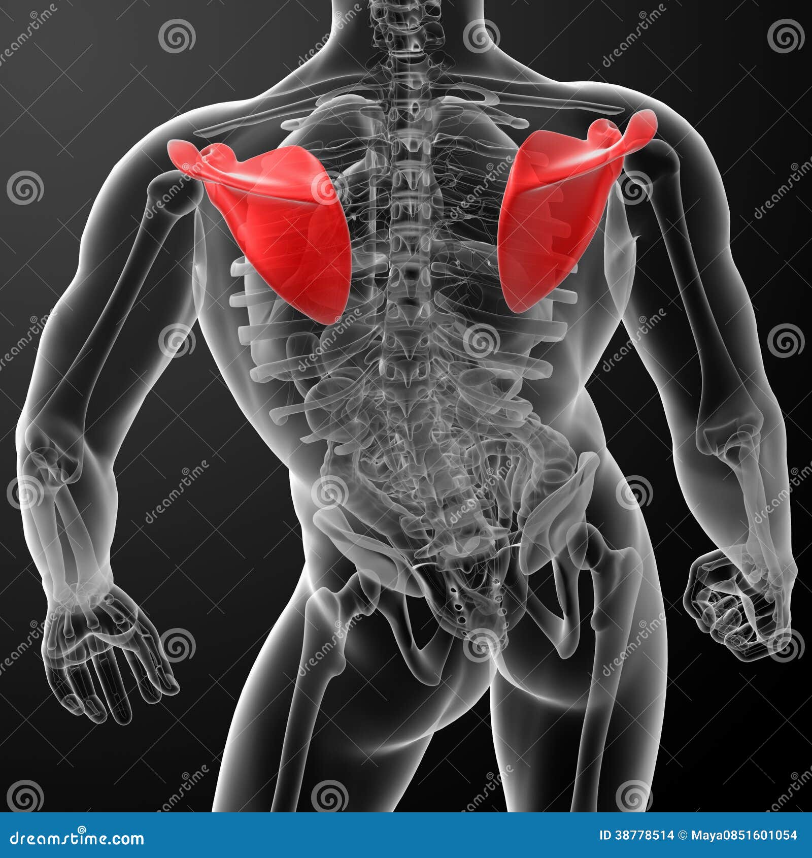 3d Rendem O Osso Da Omoplata Da Ilustração Ilustração Stock ...