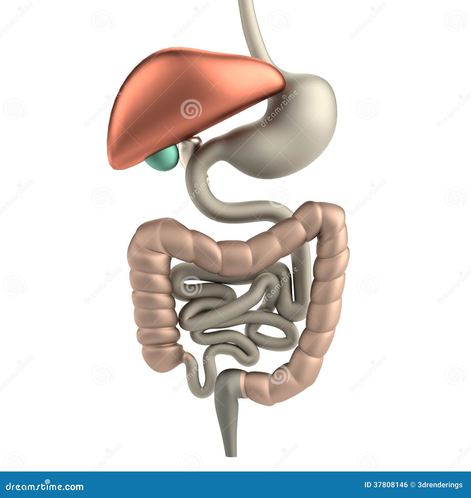 3d Rendent De L'appareil Digestif Illustration Stock - Illustration du ...