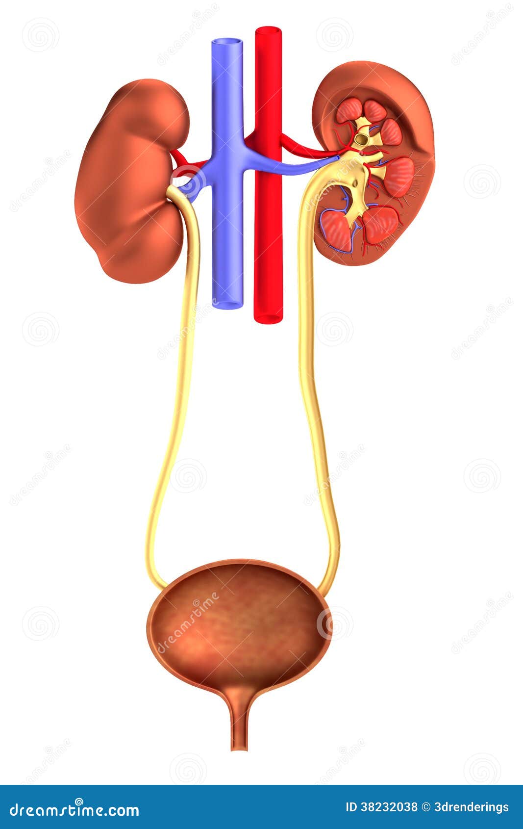 3d Rendent De L'appareil Urinaire Illustration Stock - Illustration du ...