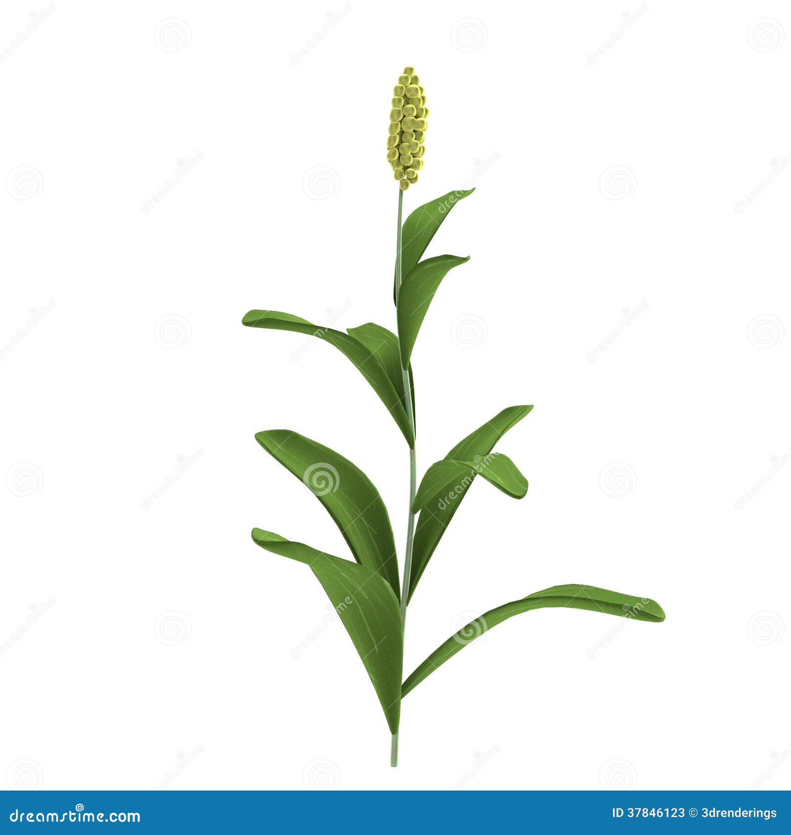 3d rendent du sorgho illustration stock. Illustration du modèle - 37846123