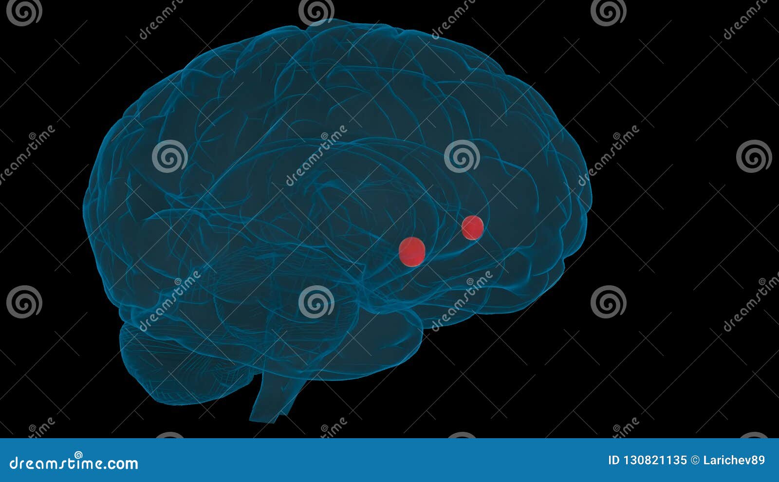 3D Render of the Amygdaloid Body. Medically Illustration Stock ...