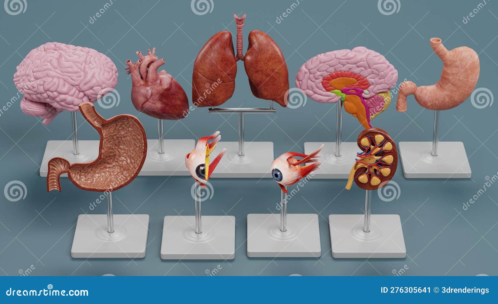 Anatomy Models For Medical Education - Human Head Cross Section, Lungs ...