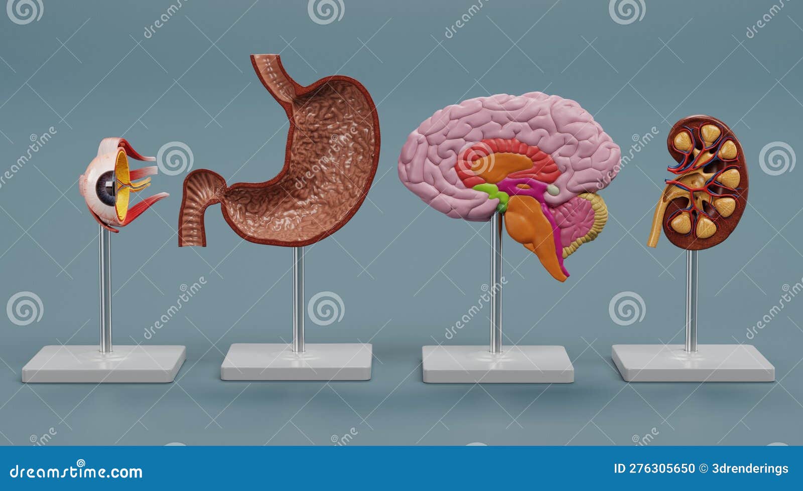 Anatomy Models For Medical Education - Human Head Cross Section, Lungs ...