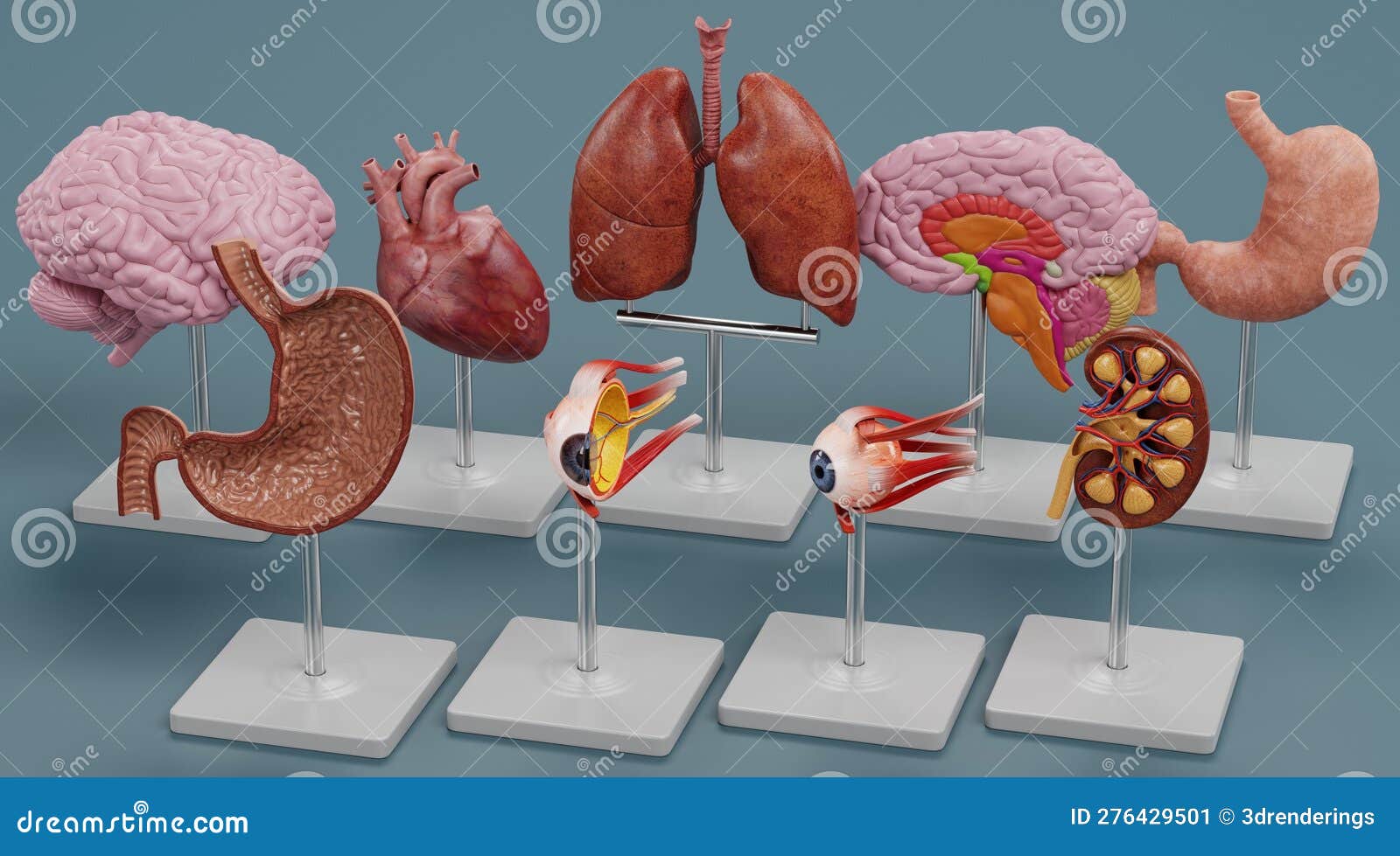 3D Render of Anatomy Models Stock Illustration - Illustration of cross ...