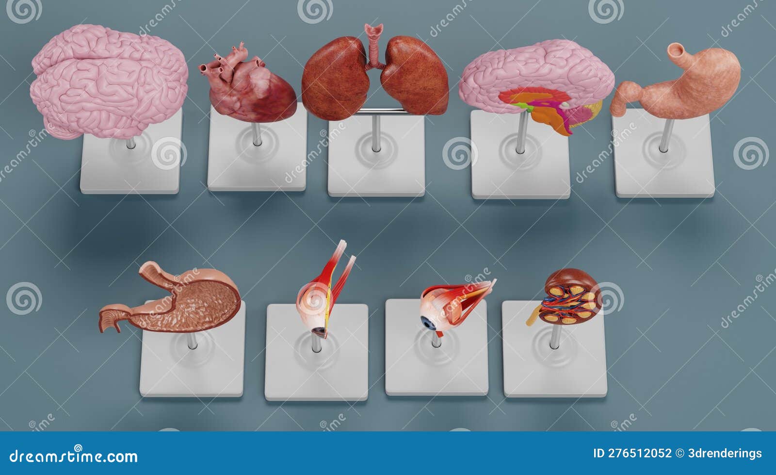Anatomy Models For Medical Education - Human Head Cross Section, Lungs ...