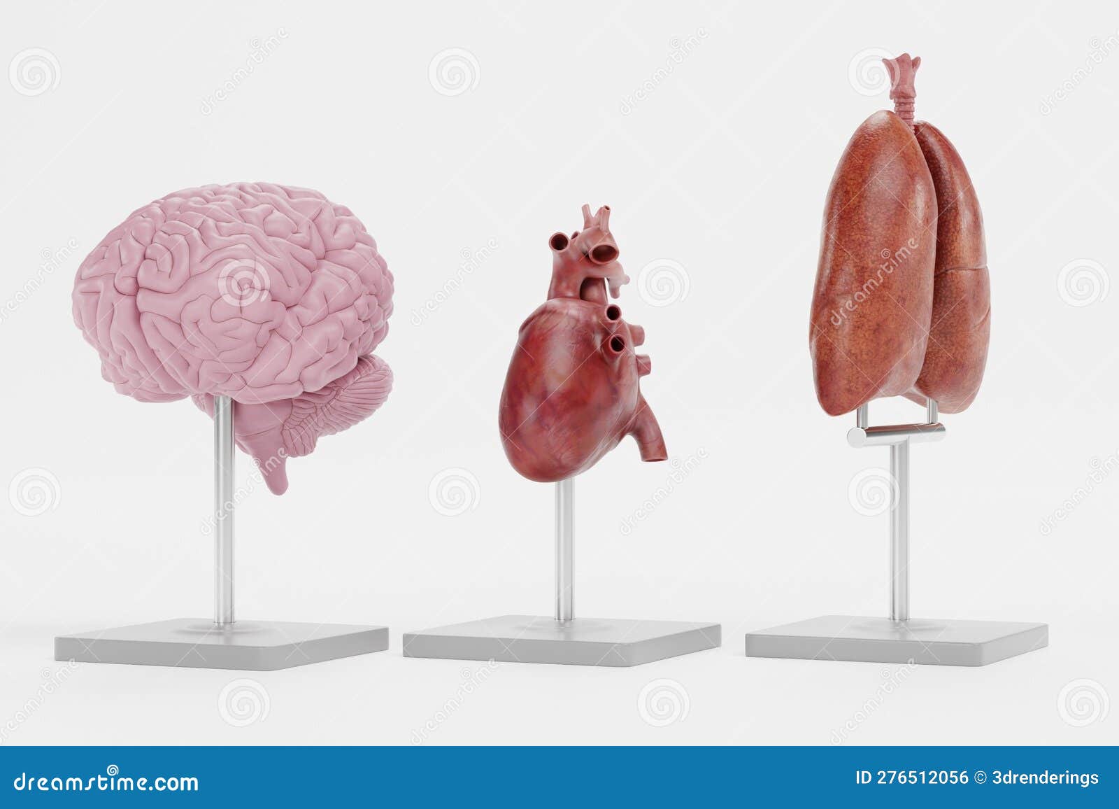 Anatomy Models For Medical Education - Human Head Cross Section, Lungs ...