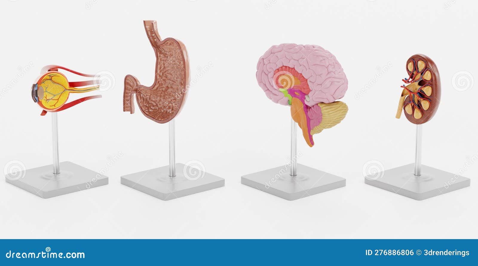 Anatomy Models For Medical Education - Human Head Cross Section, Lungs ...
