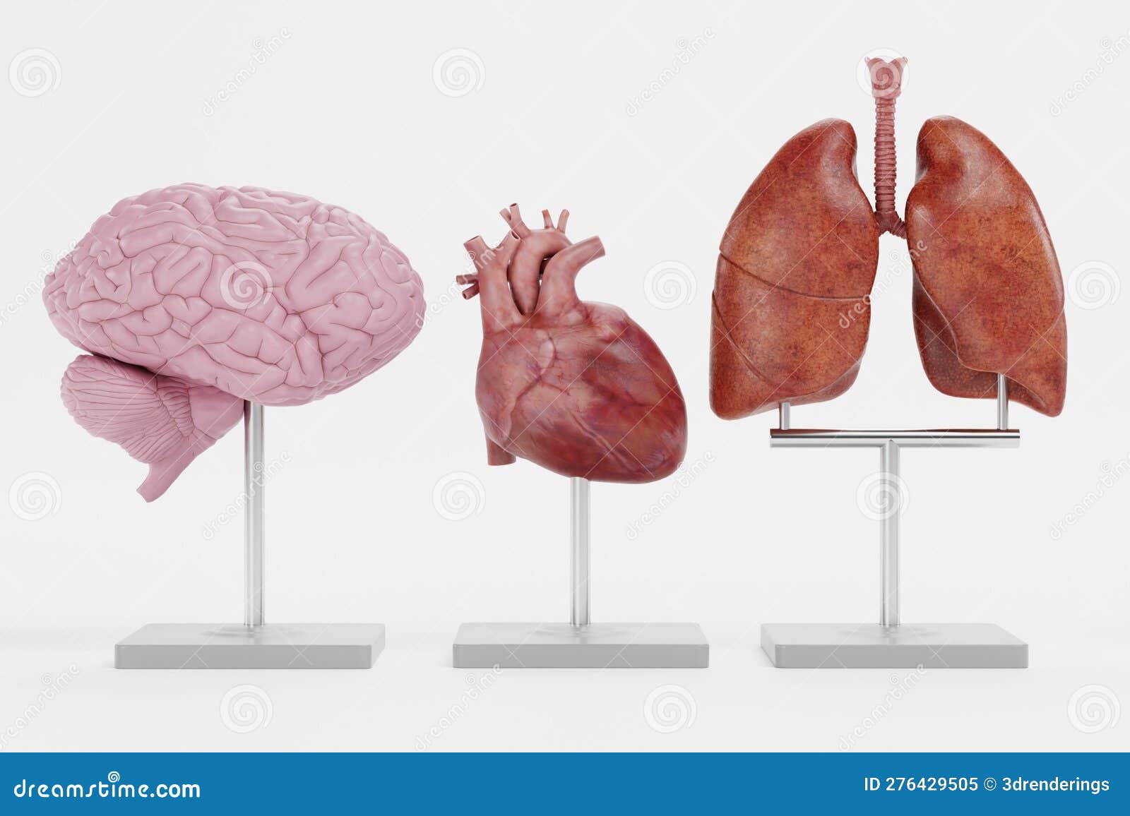 Anatomy Models For Medical Education - Human Head Cross Section, Lungs ...