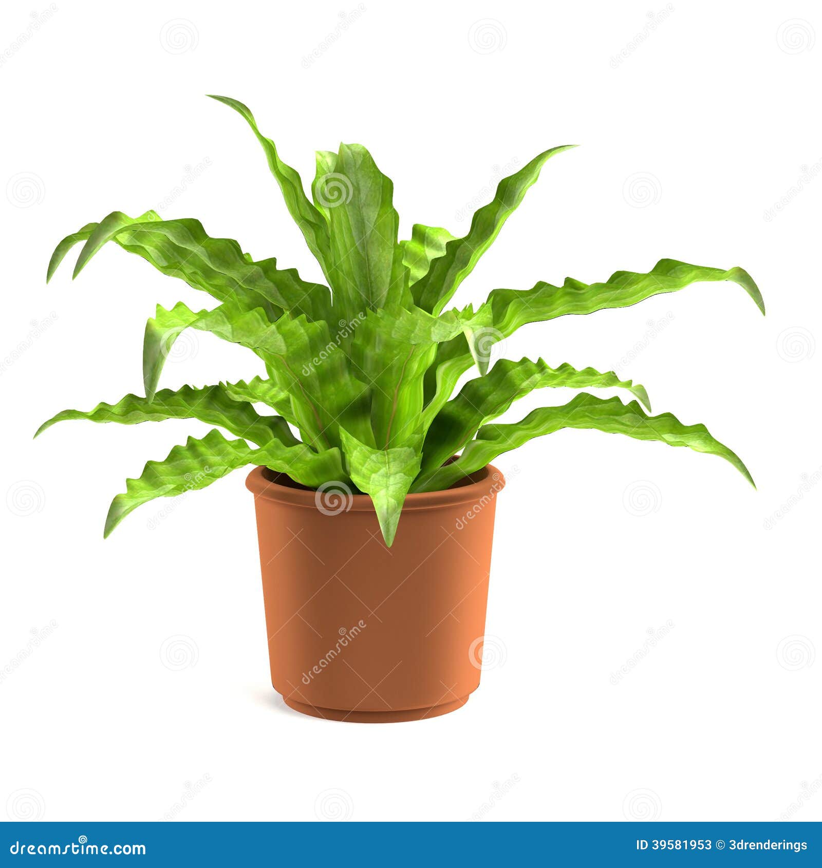3d render of asplenium stock illustration. Illustration of asplenium ...