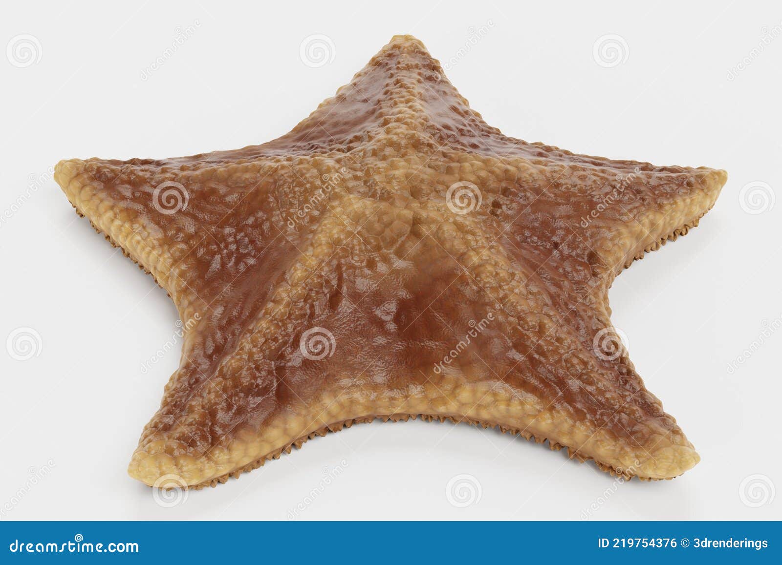 3D Render of Bat Starfish stock illustration. Illustration of miniata ...