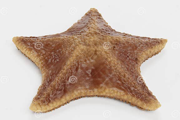 3D Render of Bat Starfish stock illustration. Illustration of miniata ...