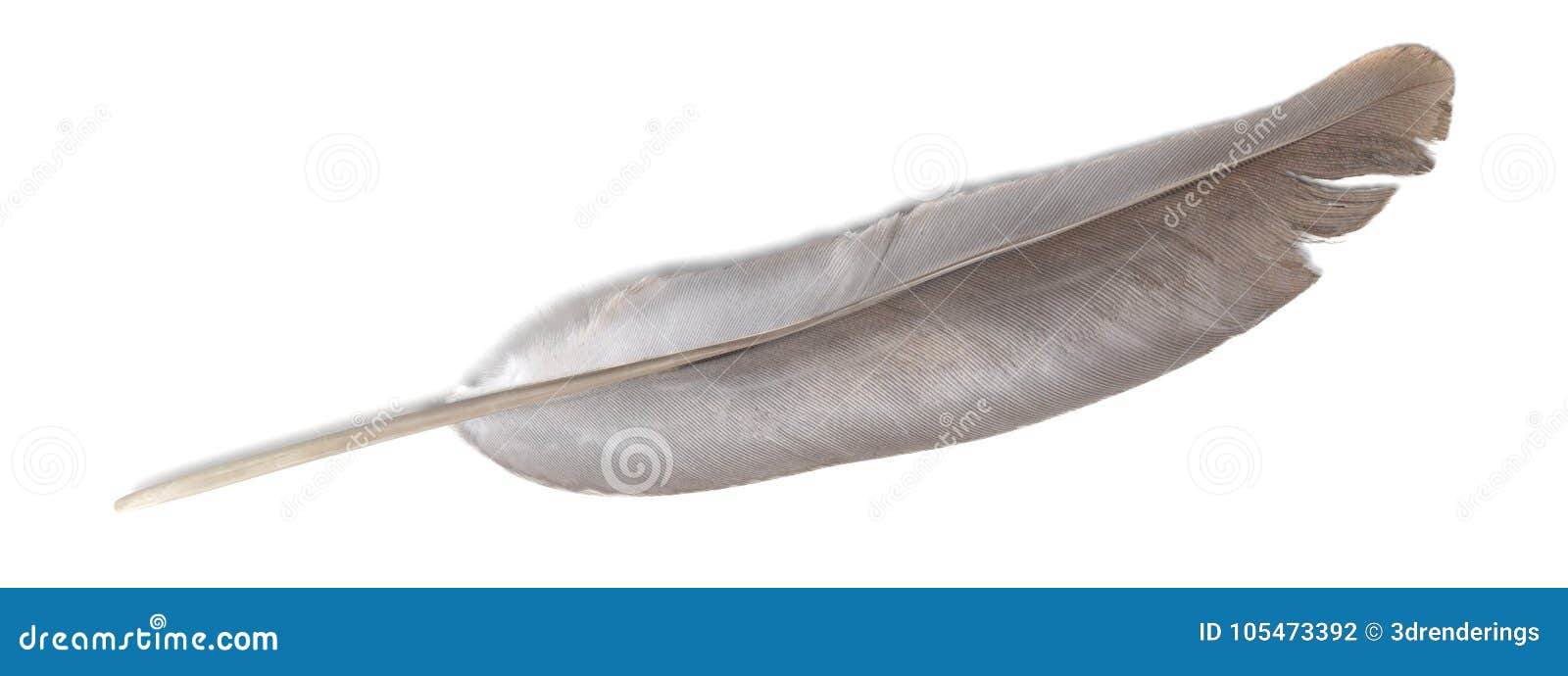 3d render of bird feather stock illustration. Illustration of ...