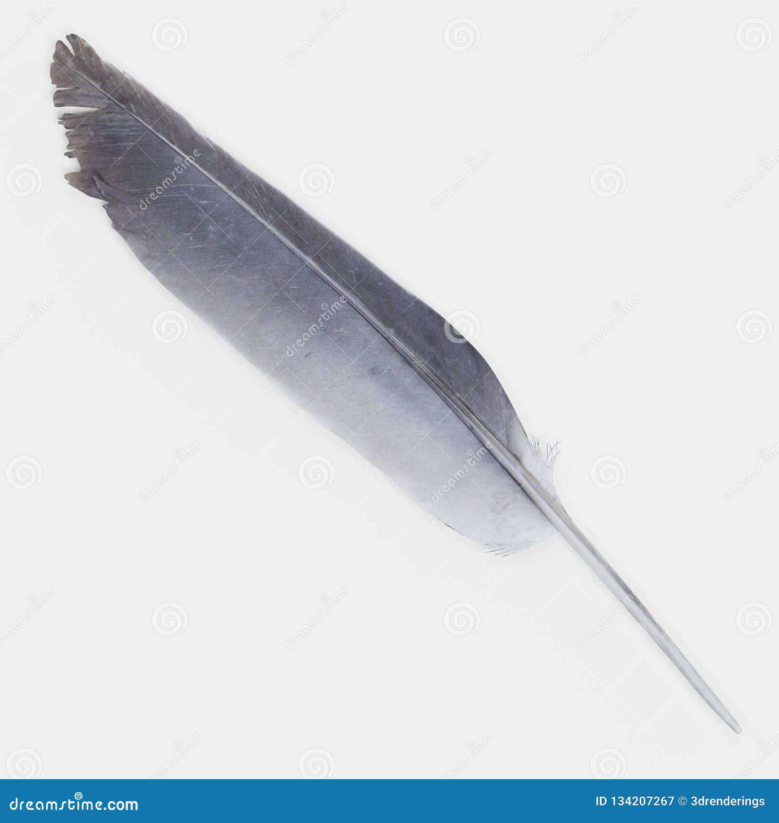 3D Render of Bird Feather stock illustration. Illustration of render ...