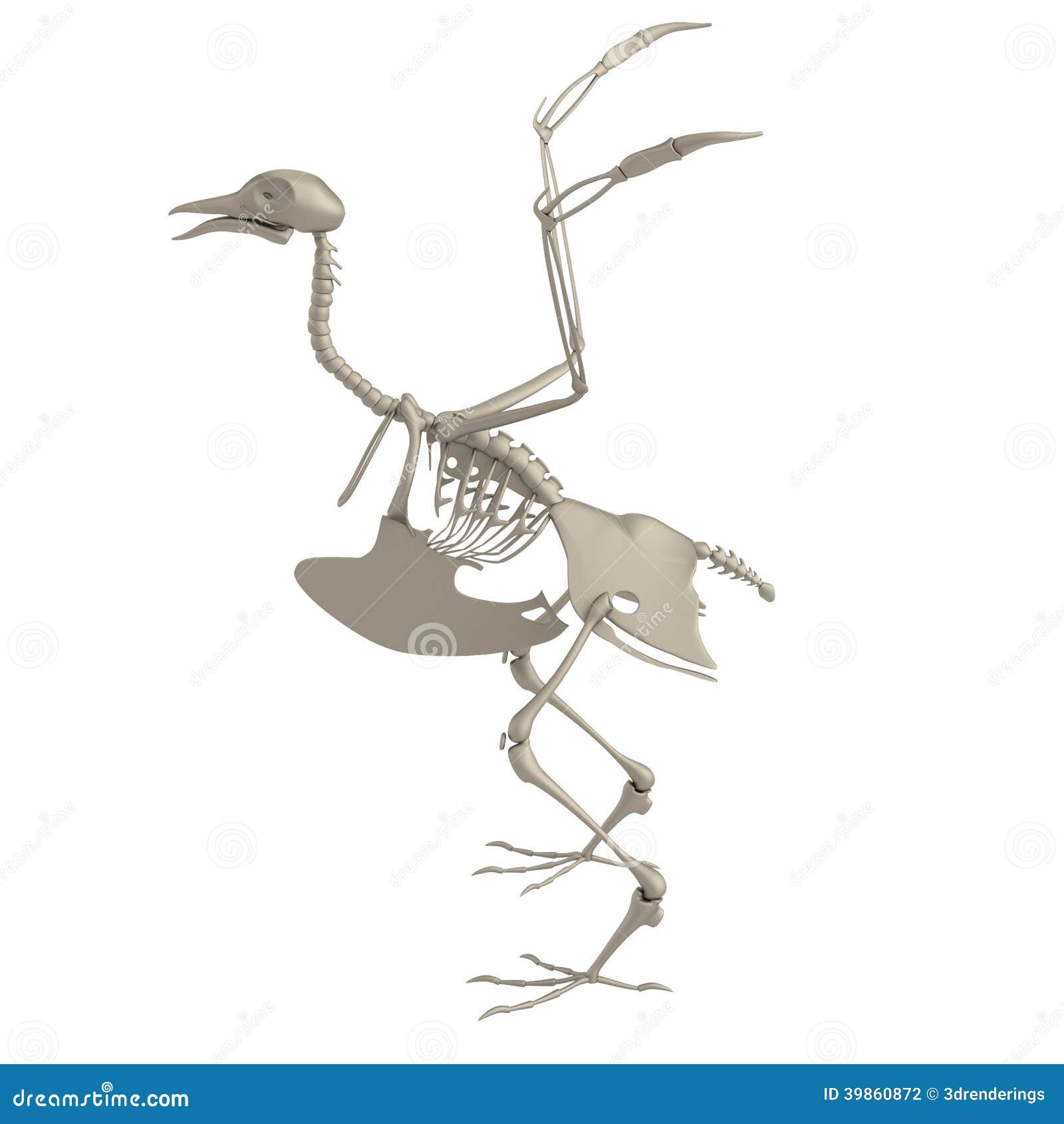 Bird Skeleton Silhouette Isolated On White Background. Animal Anatomy ...