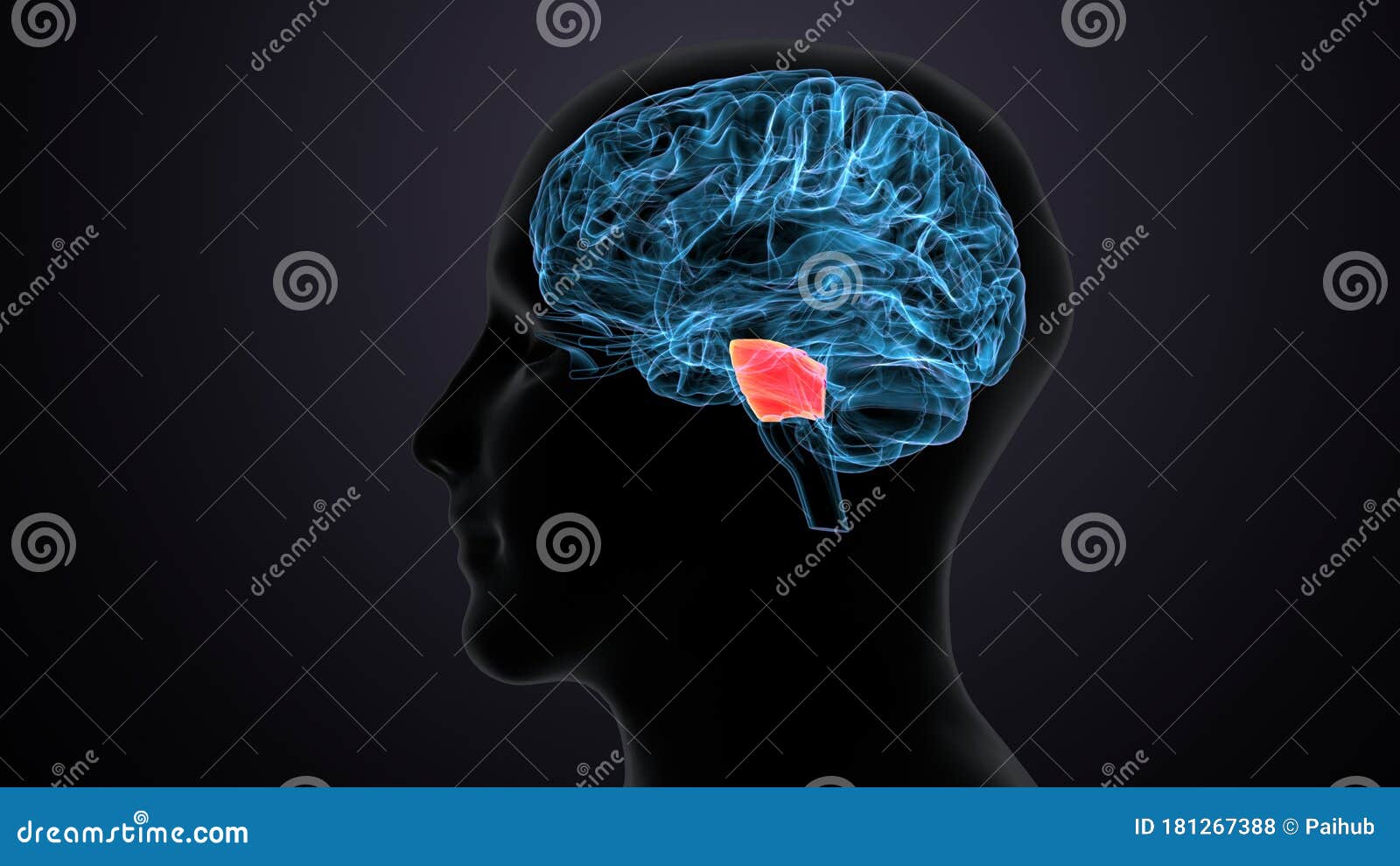 3d Render of Brain Anatomy System Stock Illustration - Illustration of ...