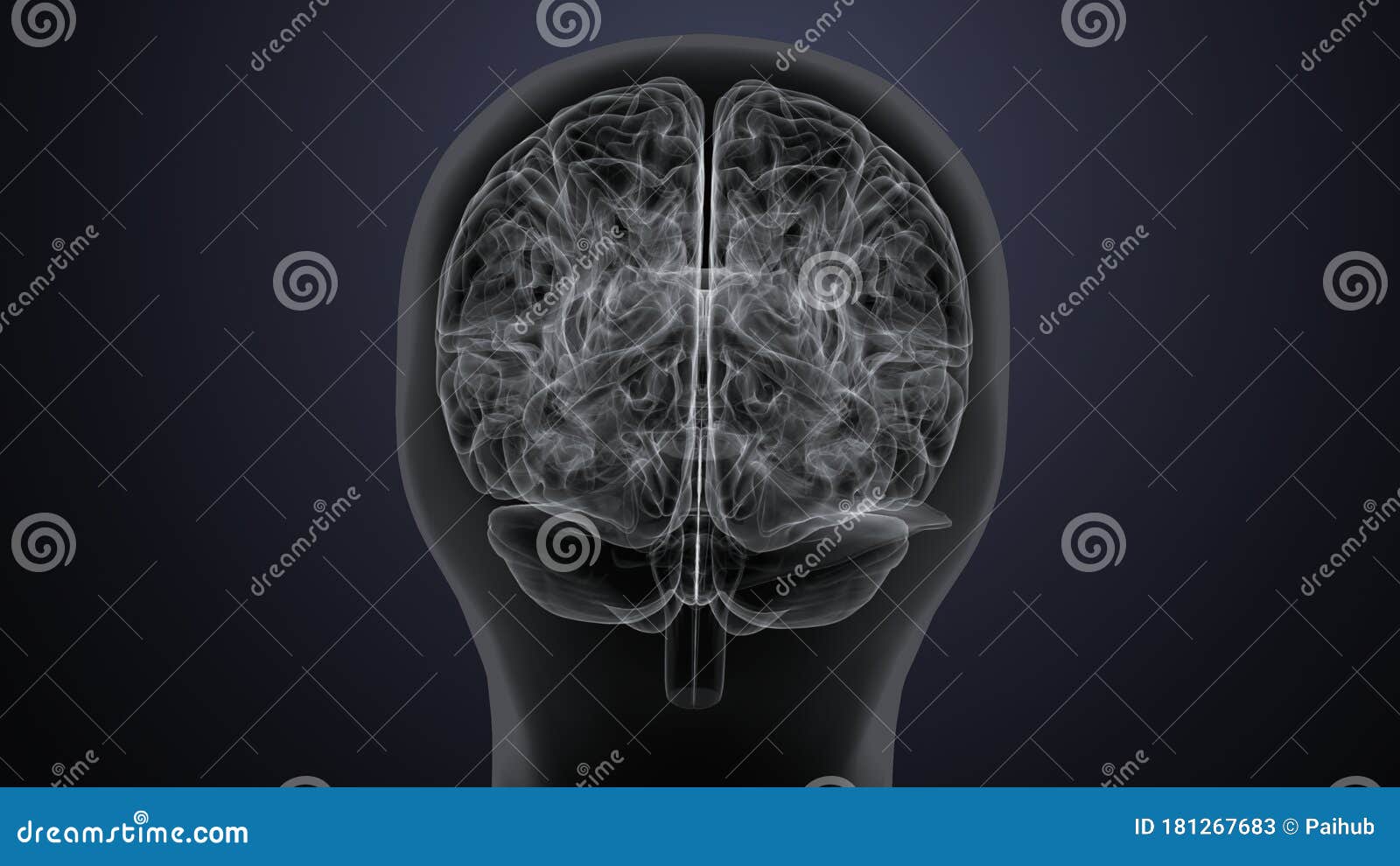 3d Render of Brain Anatomy System Stock Illustration - Illustration of ...