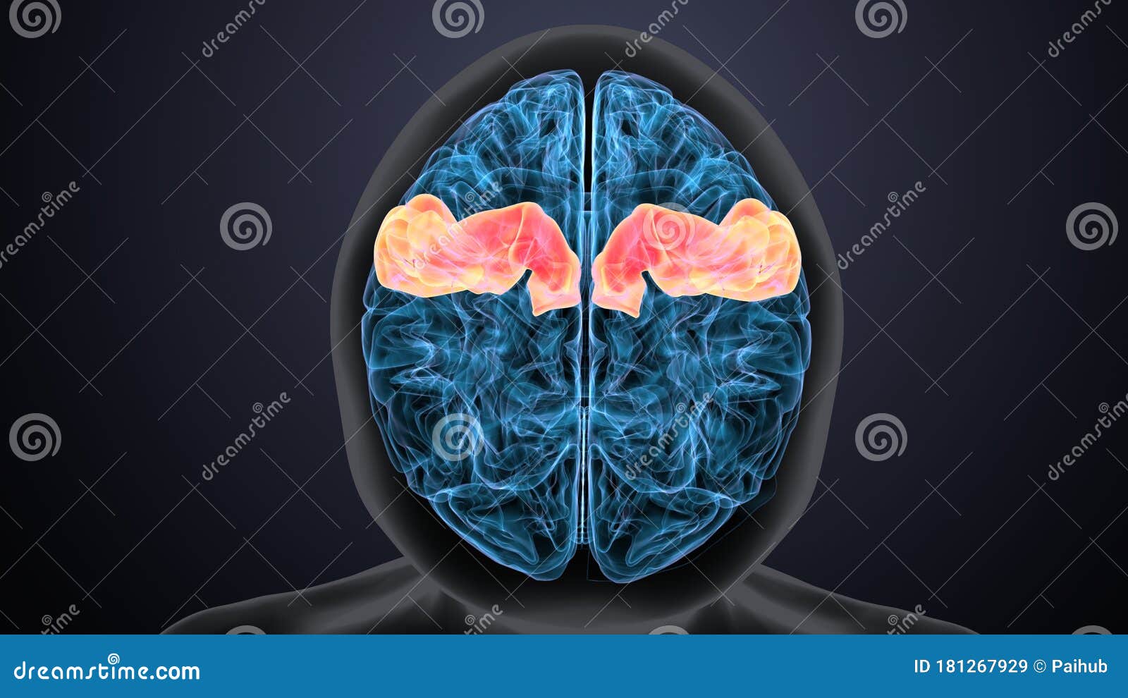 3d Render of Brain Anatomy System Stock Illustration - Illustration of ...