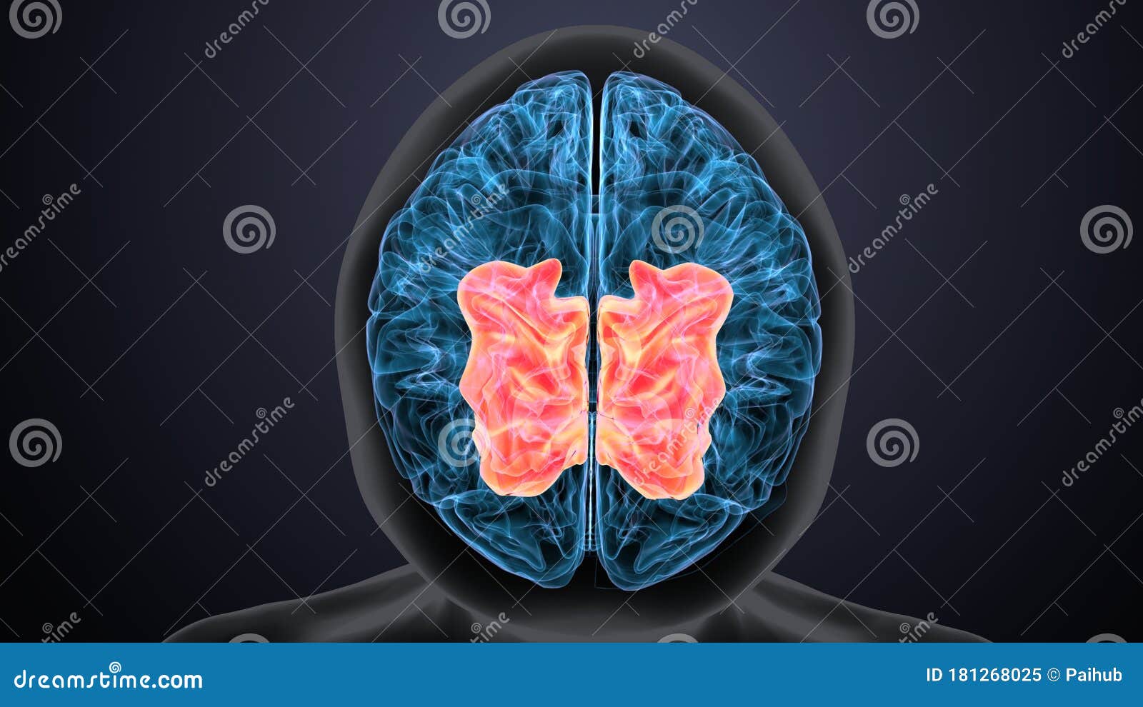 3d Render of Brain Anatomy System Stock Illustration - Illustration of ...