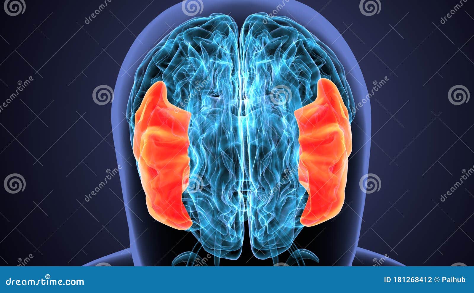 3d Render of Brain Anatomy System Stock Illustration - Illustration of ...