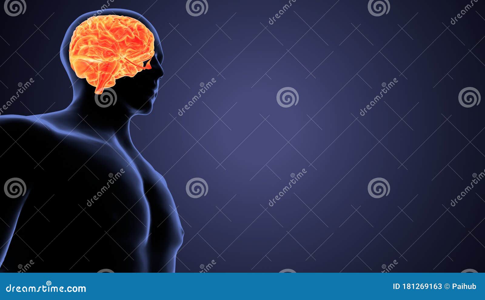 3d Render of Brain Anatomy System Stock Illustration - Illustration of ...