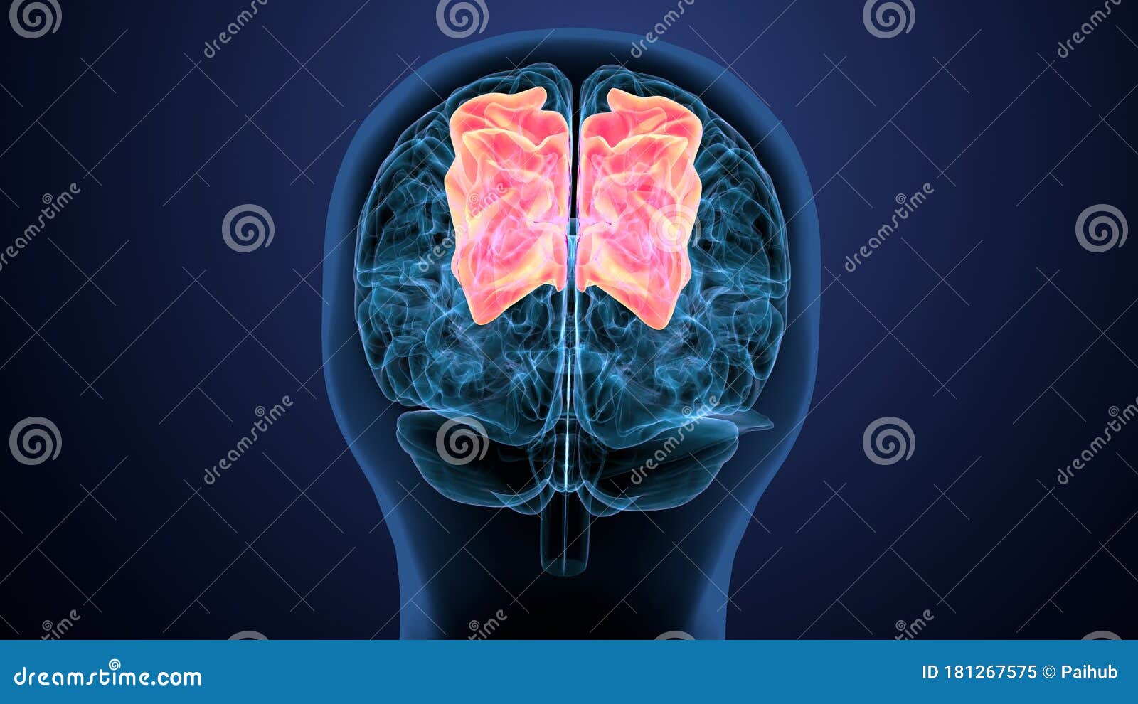 3d Render of Brain Anatomy System Stock Illustration - Illustration of ...