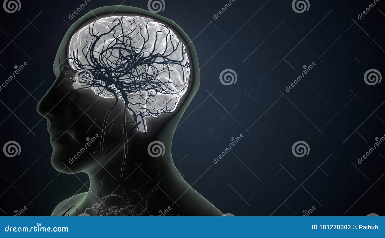 Evolutionary Psychology In Human Brain Royalty-Free Stock Image ...
