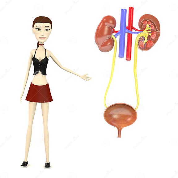 Cartoon Girl with Urinary System Stock Illustration - Illustration of ...