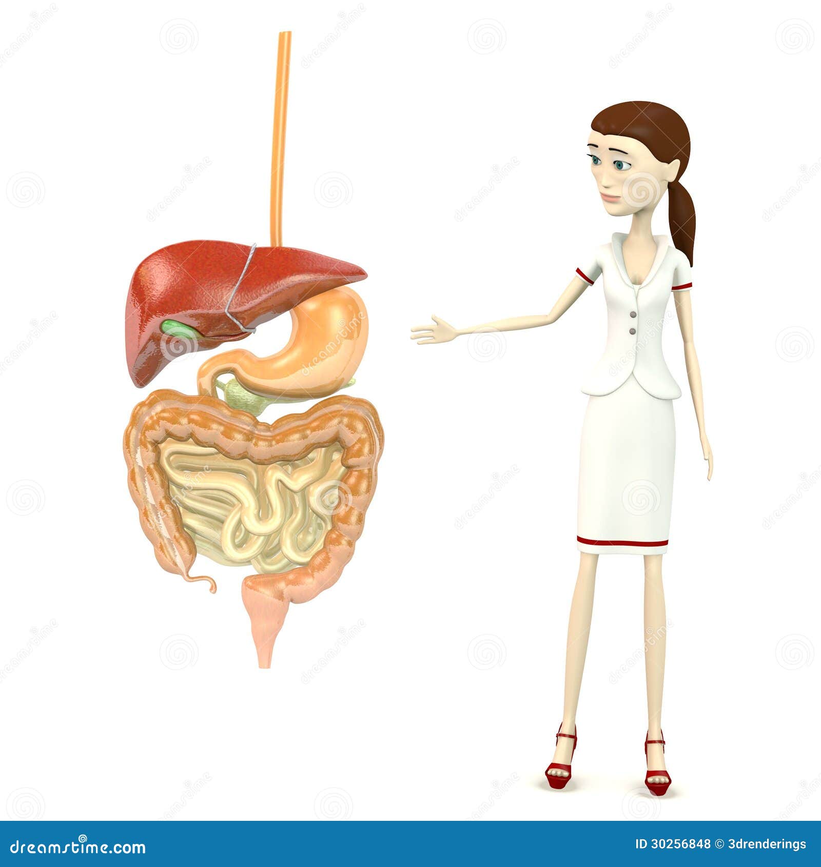Cartoon Digestive System Royalty-Free Stock Photo | CartoonDealer.com ...