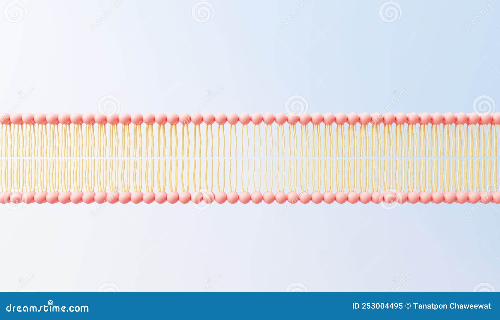 Fluid Mosaic Model 2d