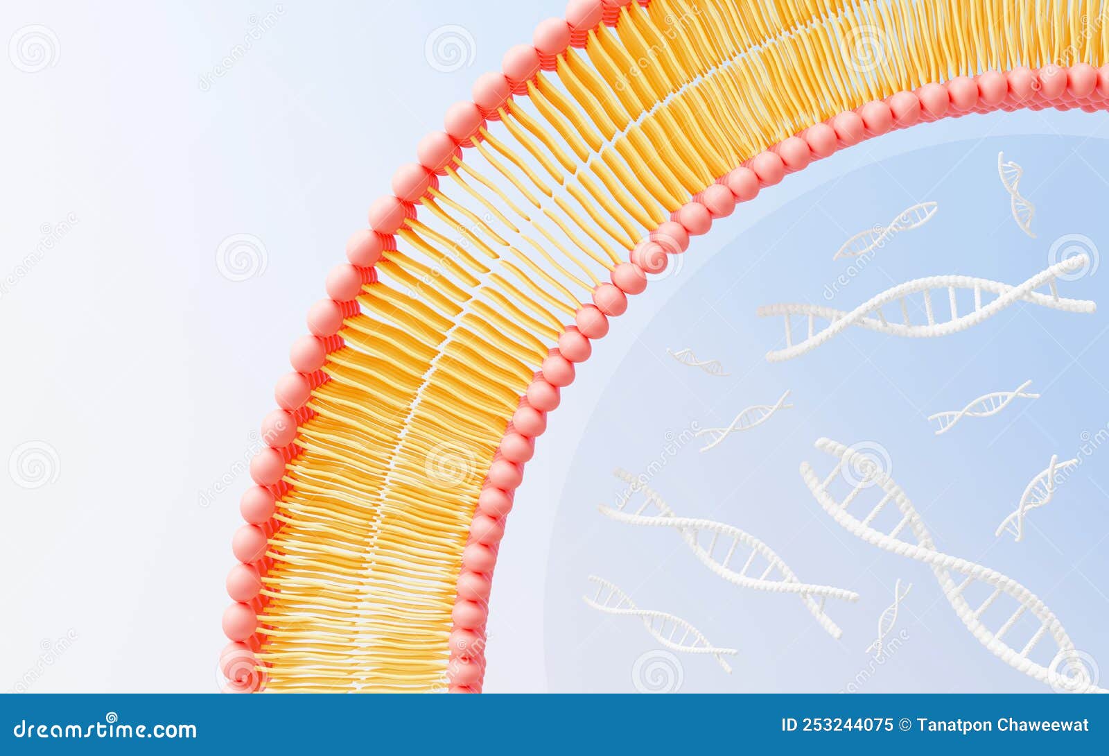 3d Render Cell Membrane Phospholipid Bilayer. Layers of Molecules. Gene ...