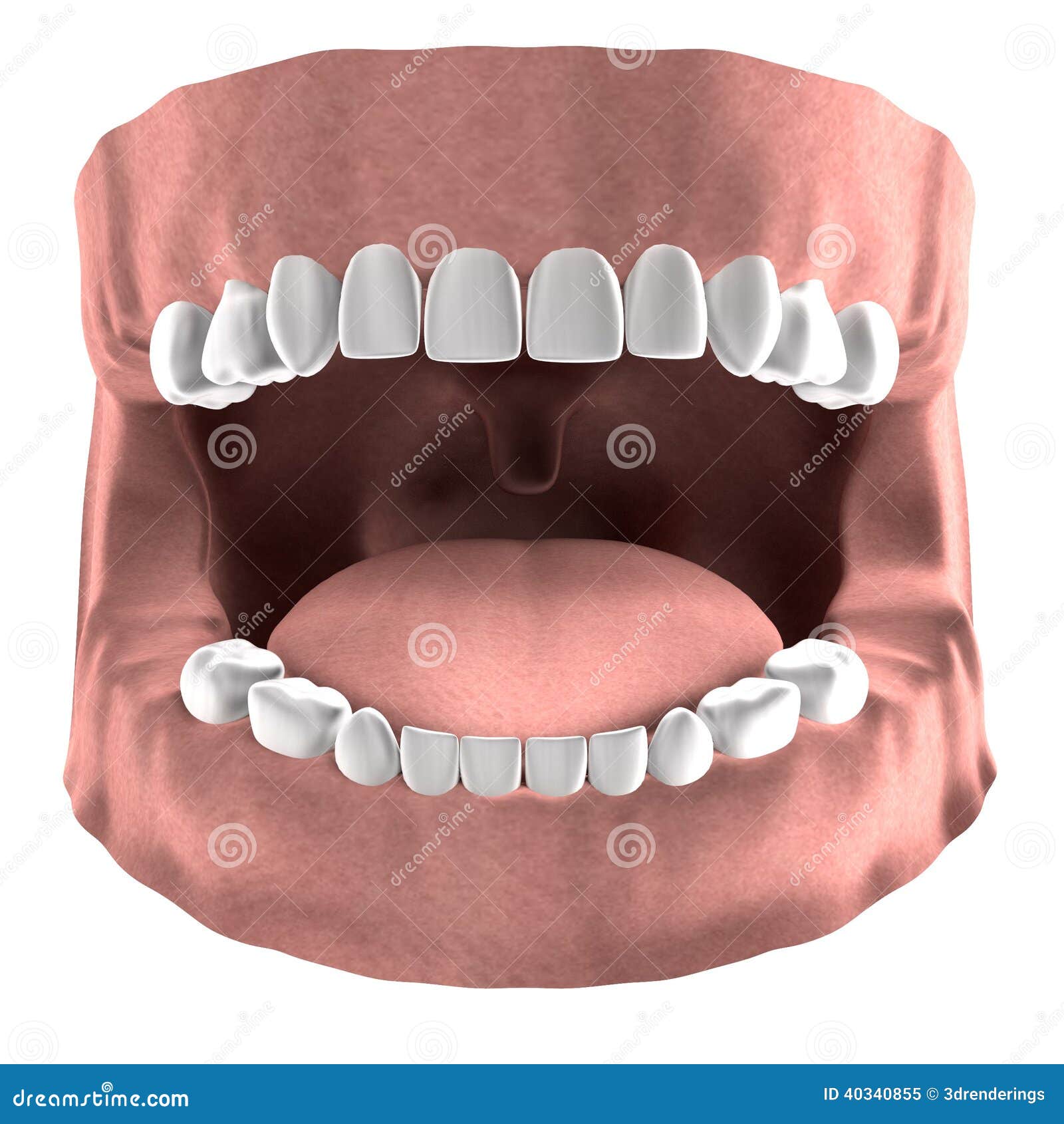 Child Teeth Dentition Anatomy With Descriptions. Child Jaw Parts ...