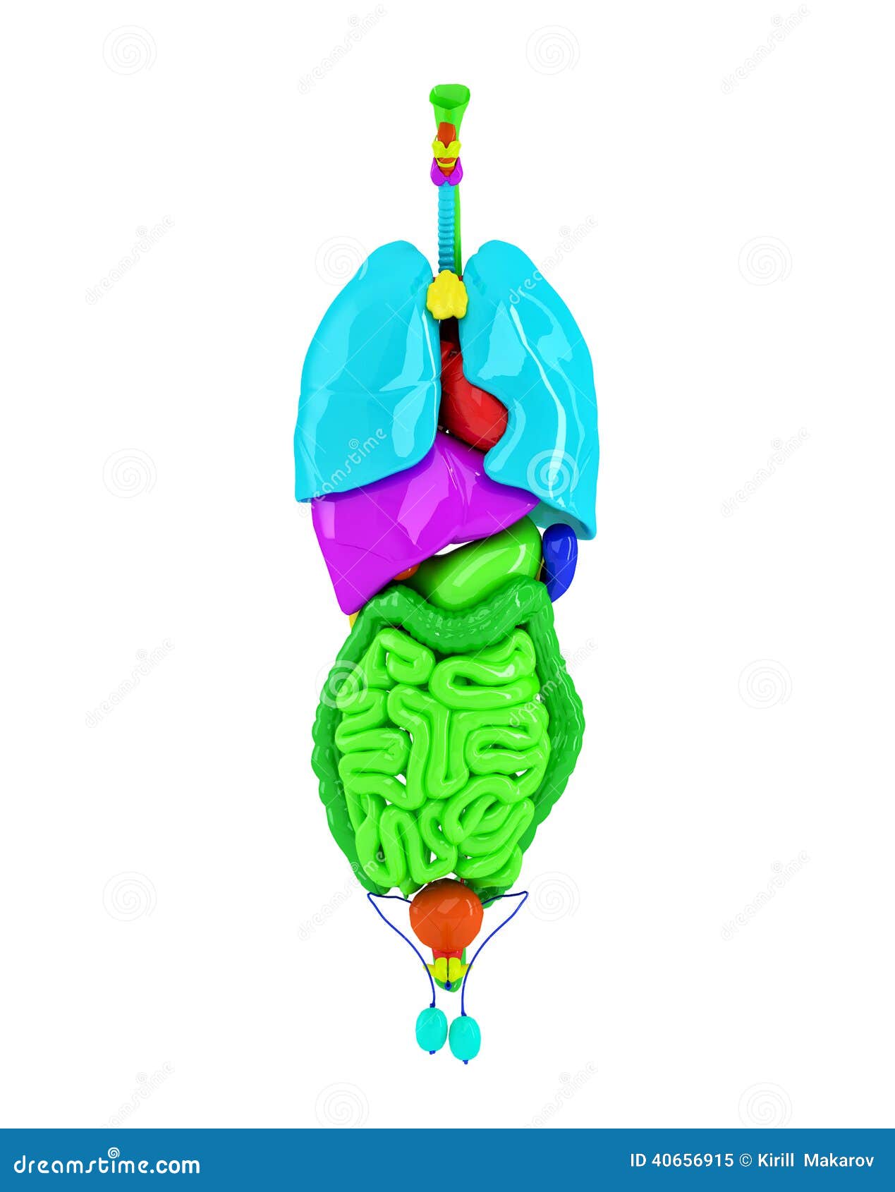 3d Render of a Colored Human Organs. Educational Concept. Isolated ...