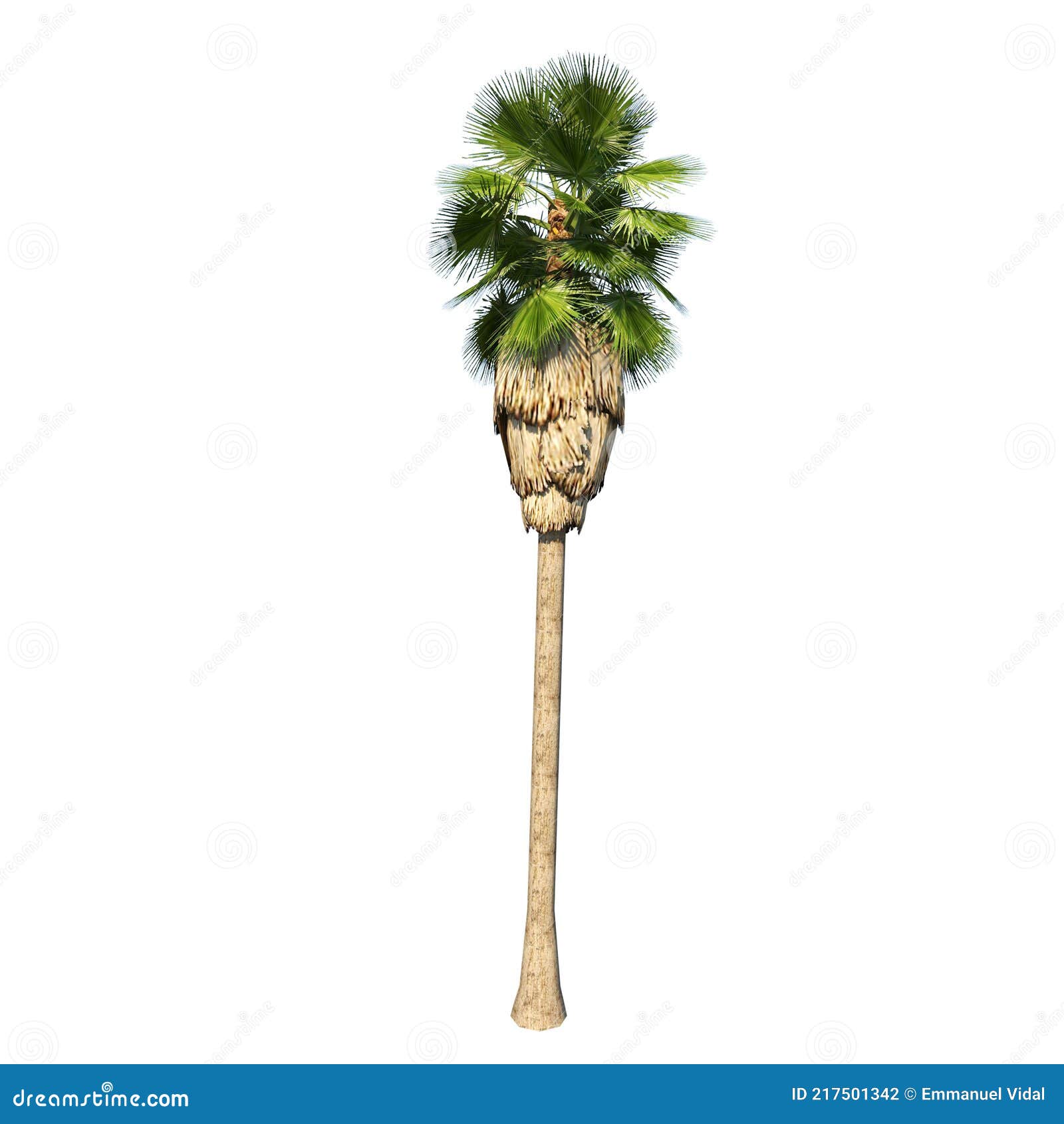 Front View of Plant Generic Palm Tree 3 Tree White Background 3D ... Front View of Plant Generic Palm Tree 3 Tree White Background 3D ...