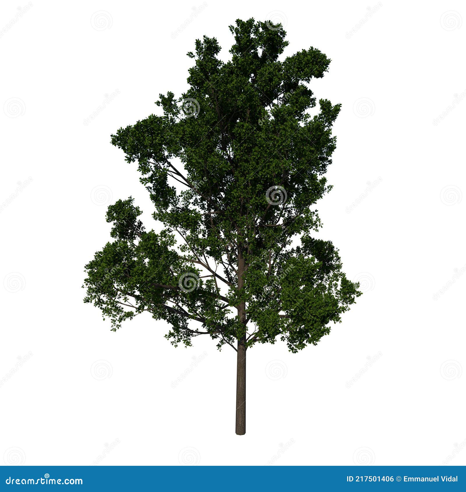 Front View Tree Red Lucky Seed 2 White Background 3D Rendering ...