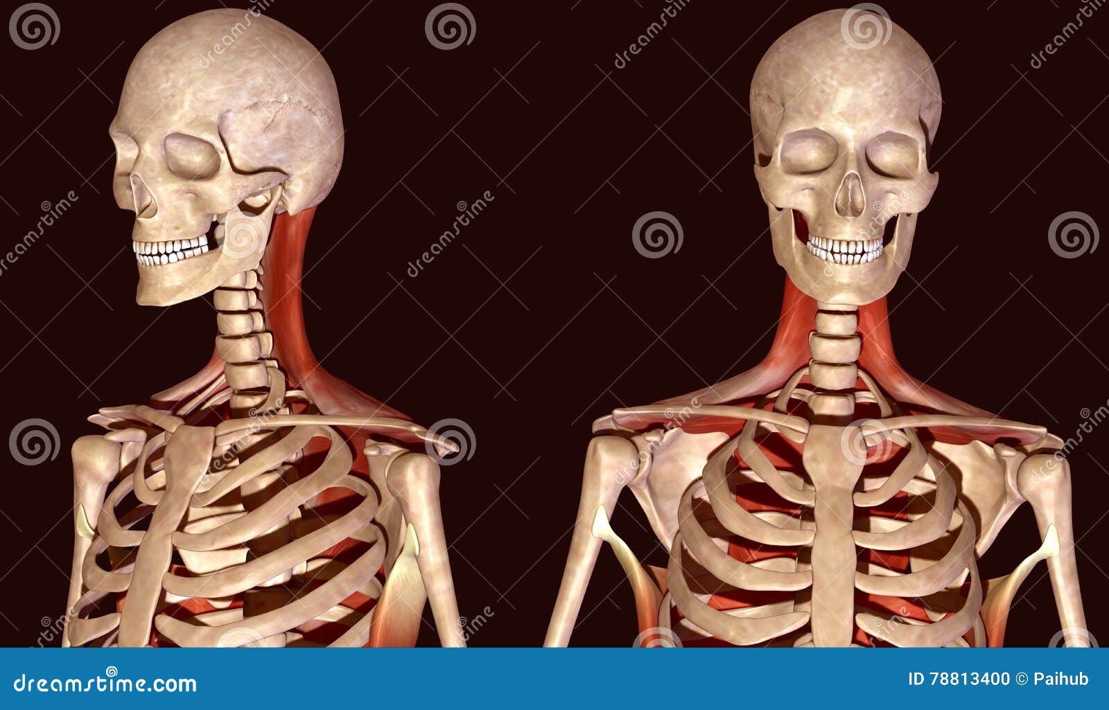 3d Render Depicting the Muscle Structure of the Human Body Stock ...