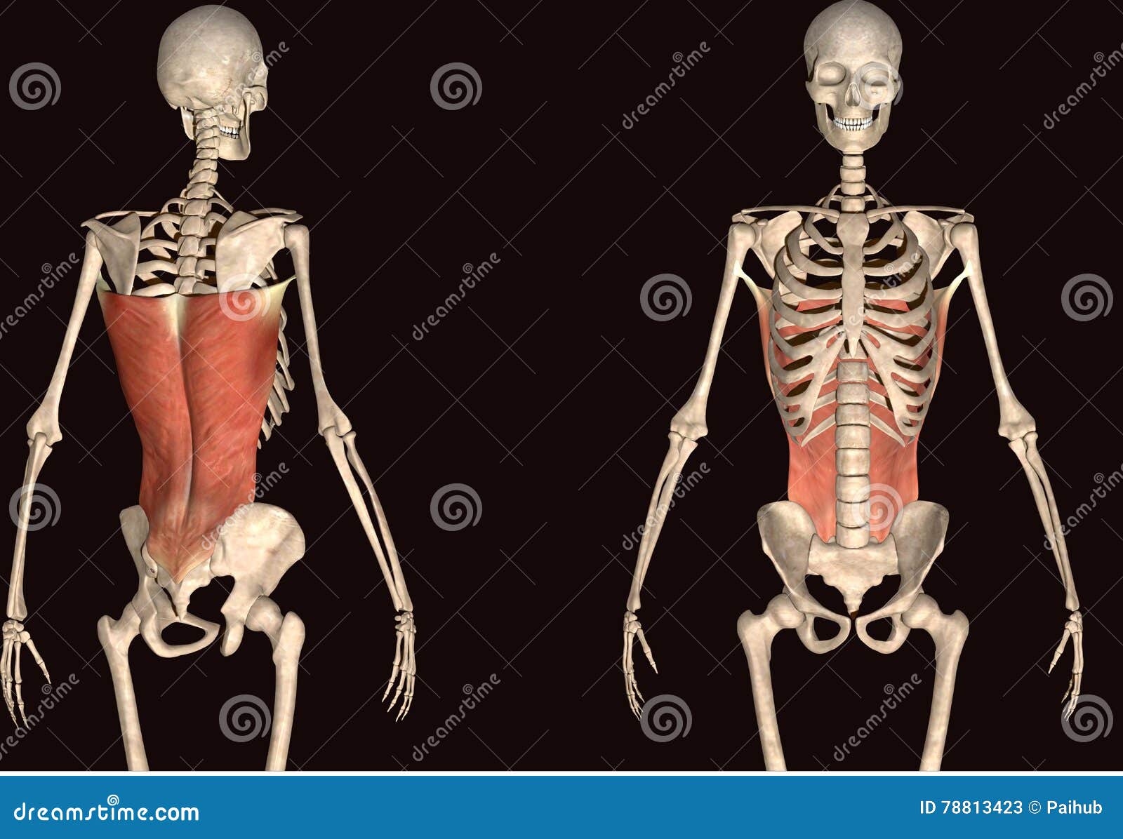 3d Render Depicting the Muscle Structure of the Human Body Stock ...