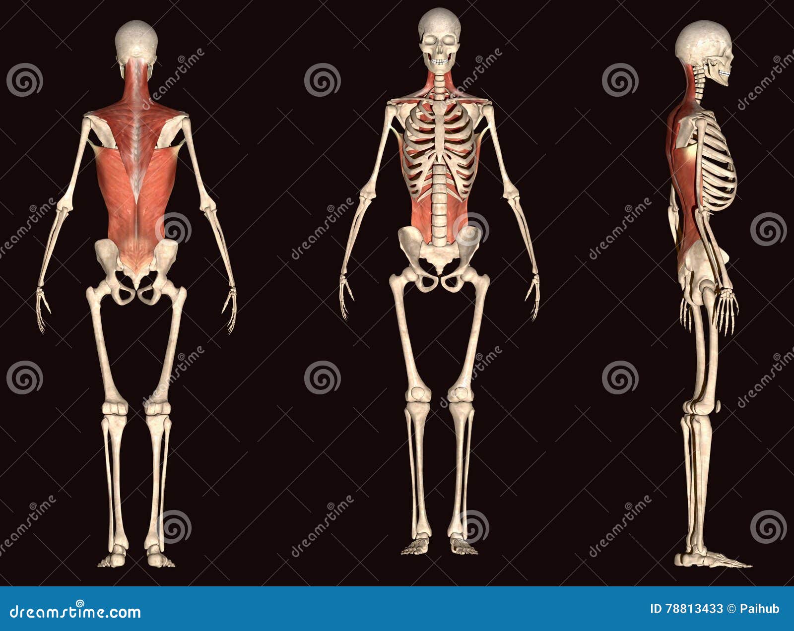3d Render Depicting The Muscle Structure Of The Human Body Stock Image ...