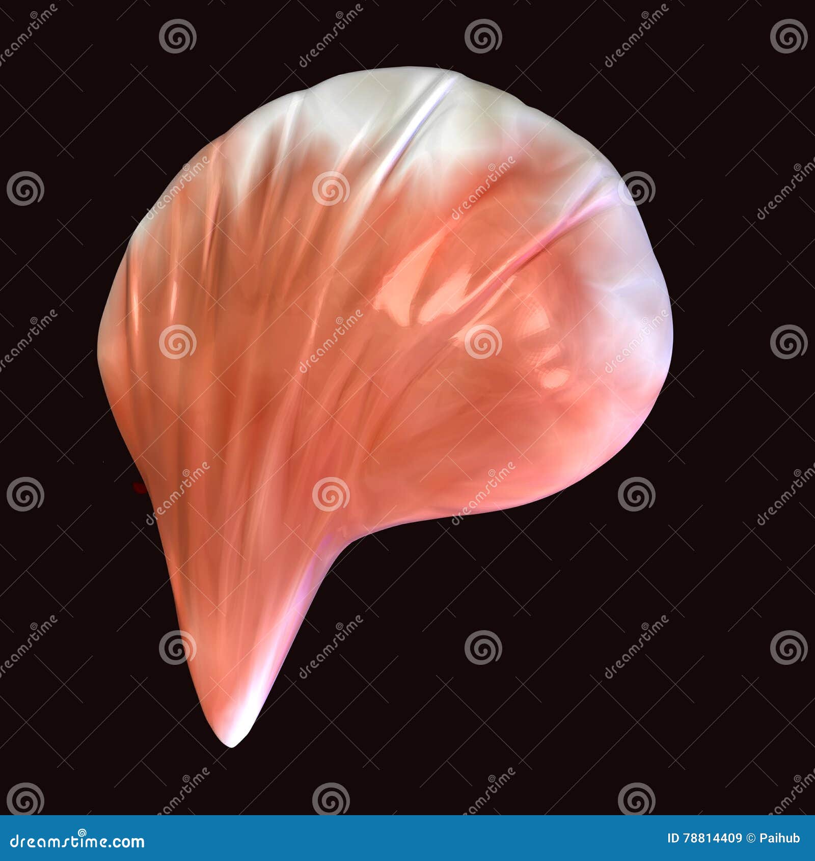 3d Render Depicting the Muscle Structure of the Human Body Stock ...