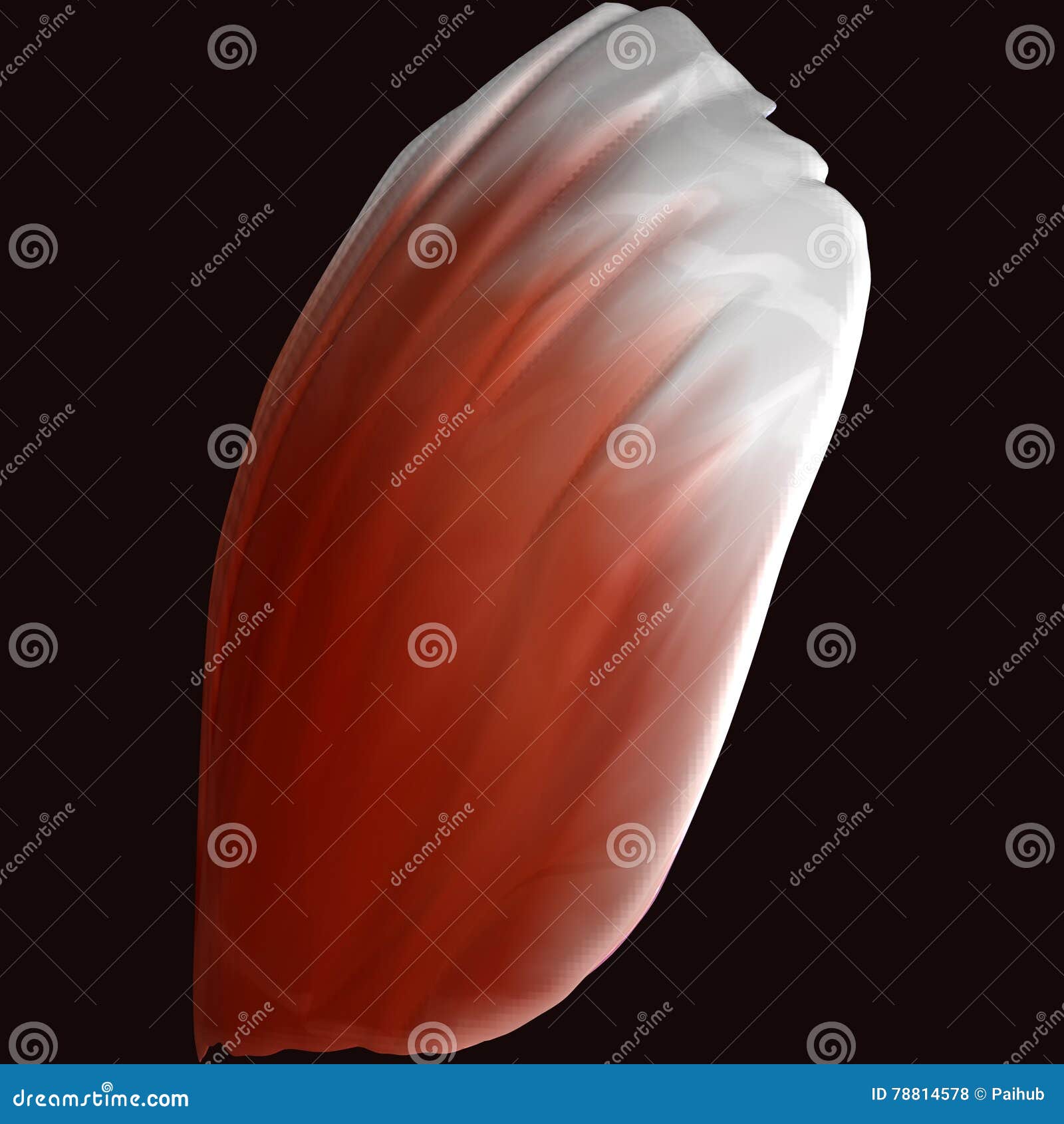 3d Render Depicting The Muscle Structure Of The Human Body Stock Photo ...