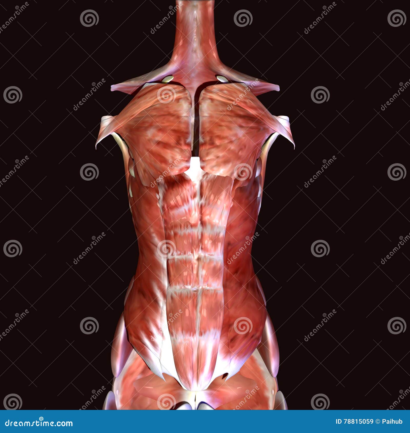 3d Render Depicting the Muscle Structure of the Human Body Stock ...