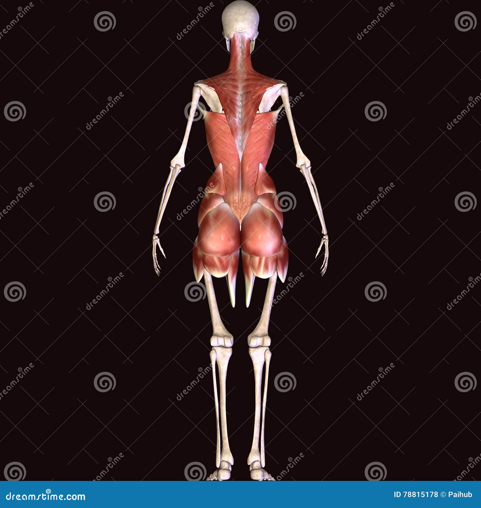 3d Render Depicting The Muscle Structure Of The Human Body Stock Photo ...
