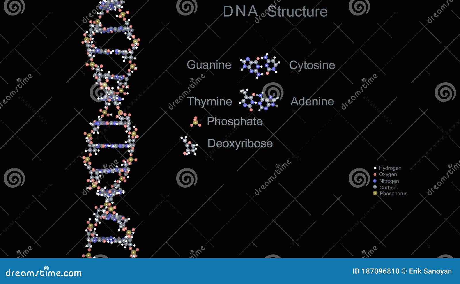 Dna Structure Diagram 3d