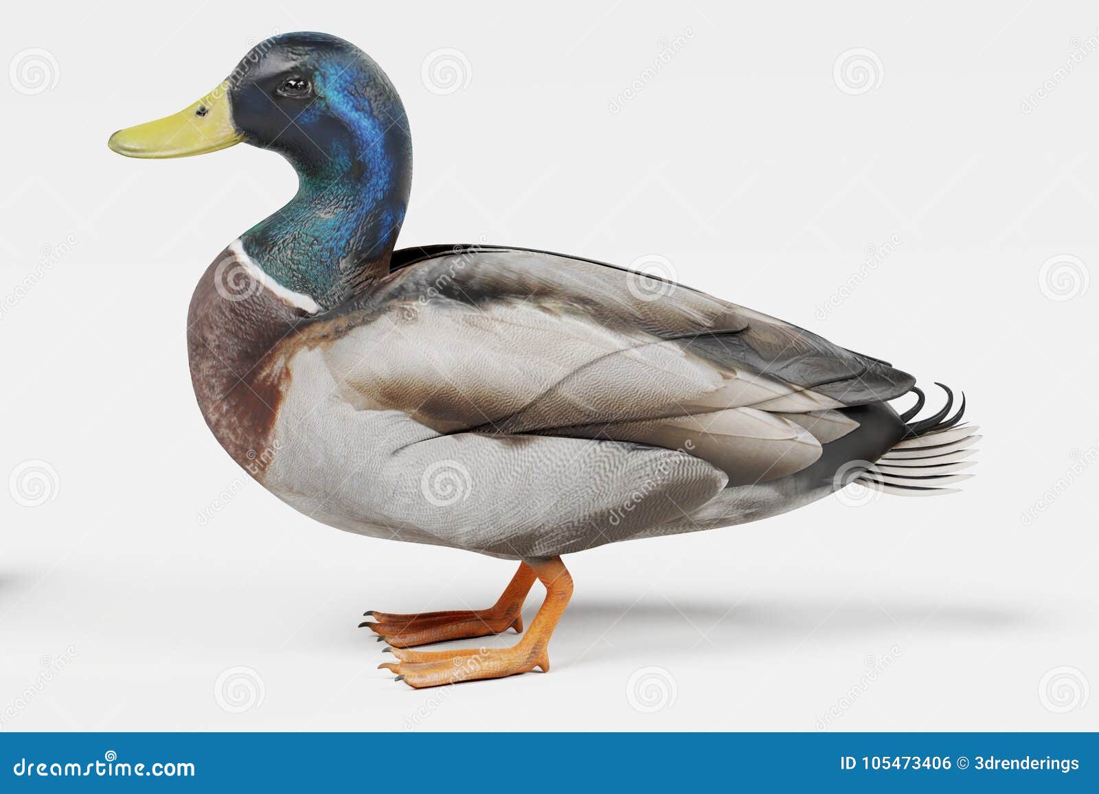 3D Render of Duck stock illustration. Illustration of domesticus ...