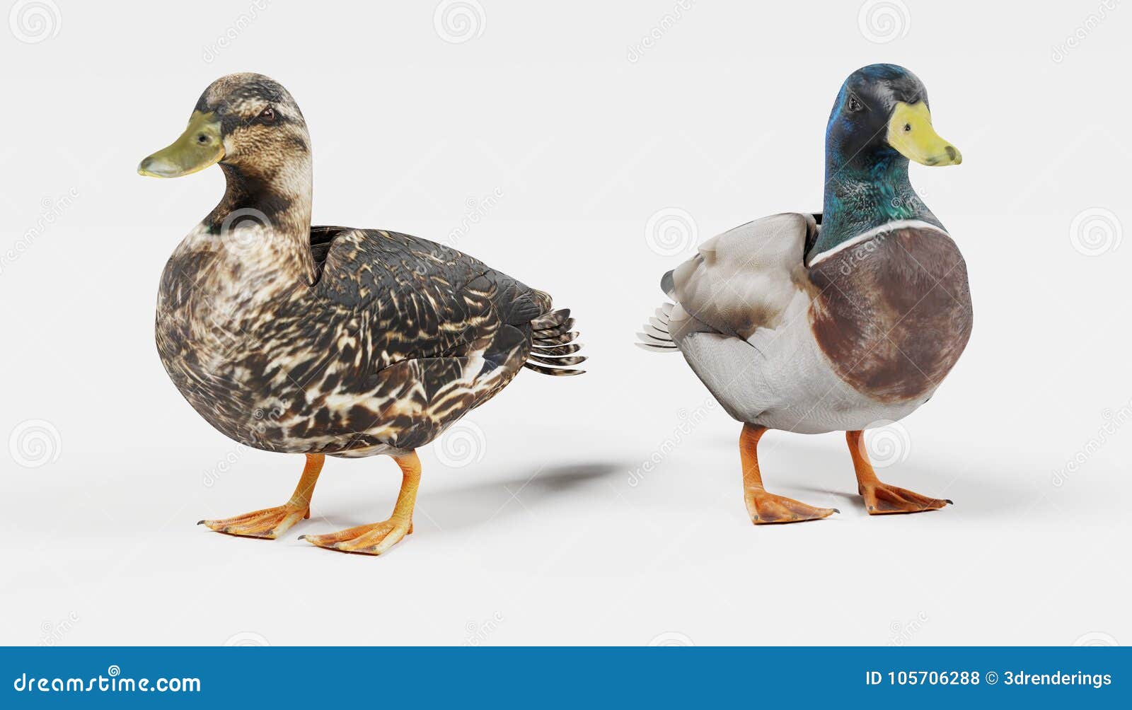 3D Render of Ducks stock illustration. Illustration of farm - 105706288