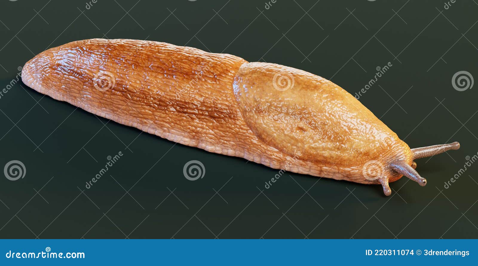 3D Render of Dusky Arion - Slug Stock Photo - Image of gastropod ...
