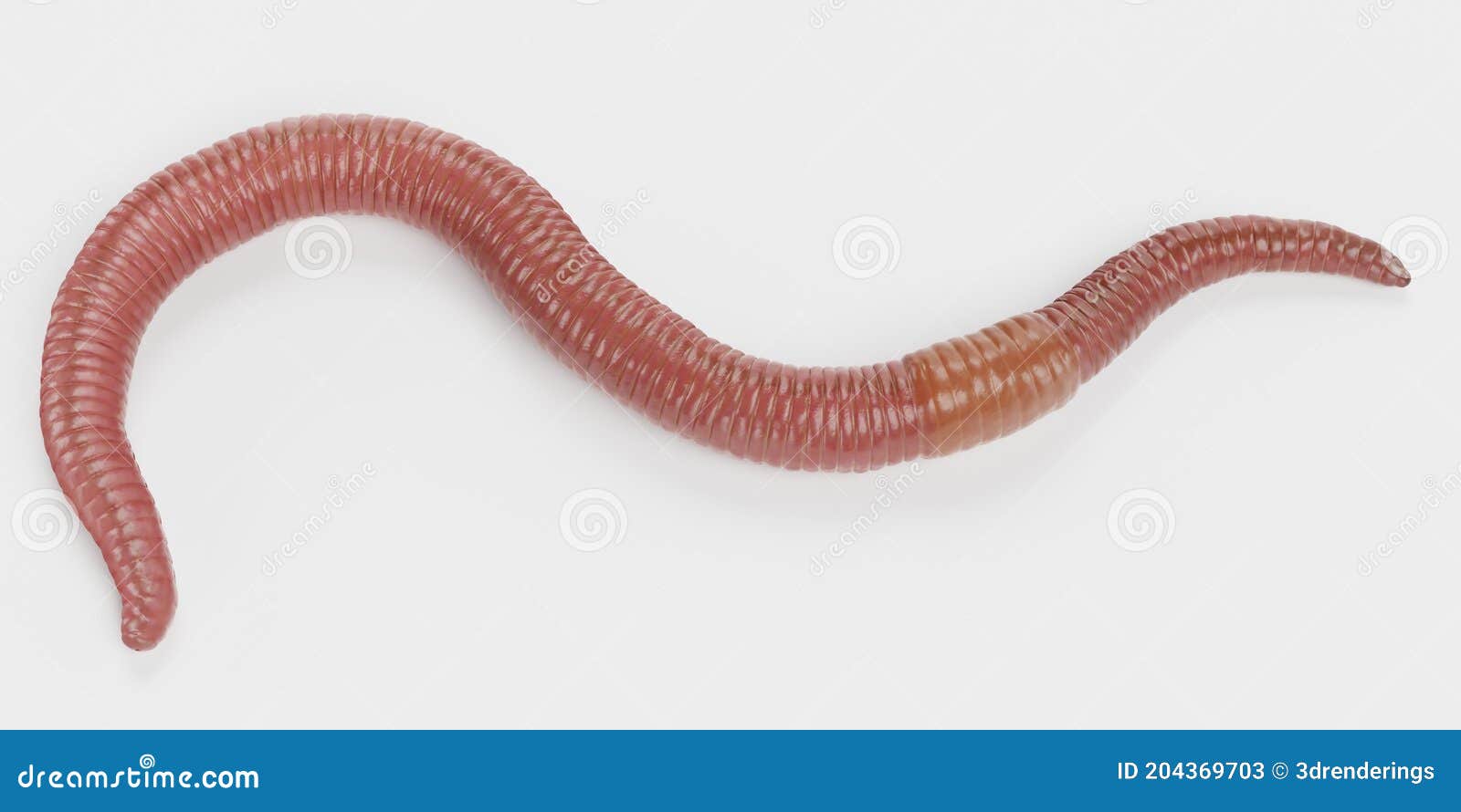 3D Render of Earthworm stock illustration. Illustration of animal ...