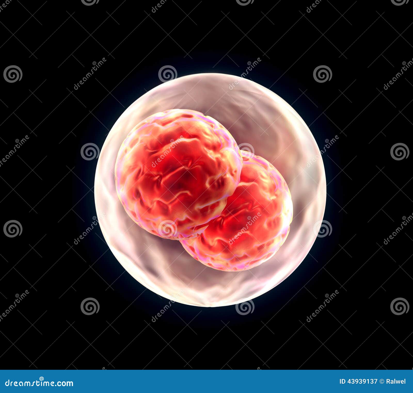 3d Render of Embryo Cleavage Stock Illustration - Illustration of ...