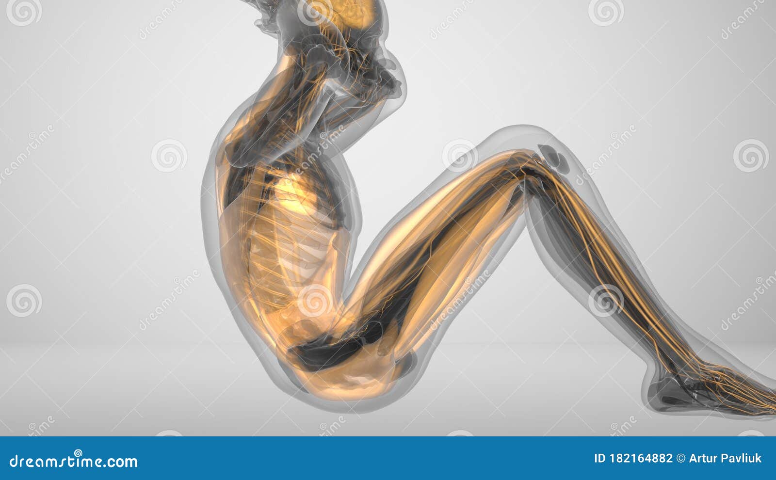 3d Render Exercise on the Press with Muscle Lighting Stock Illustration ...