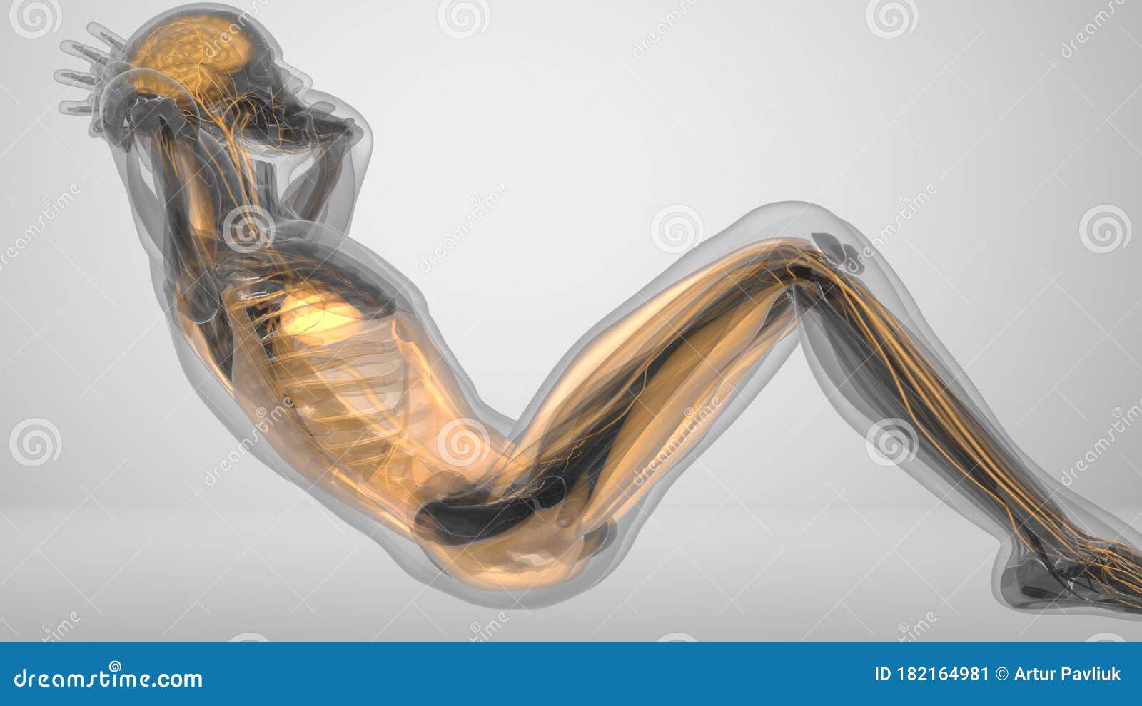 3d Render Exercise on the Press with Muscle Lighting Stock Illustration ...