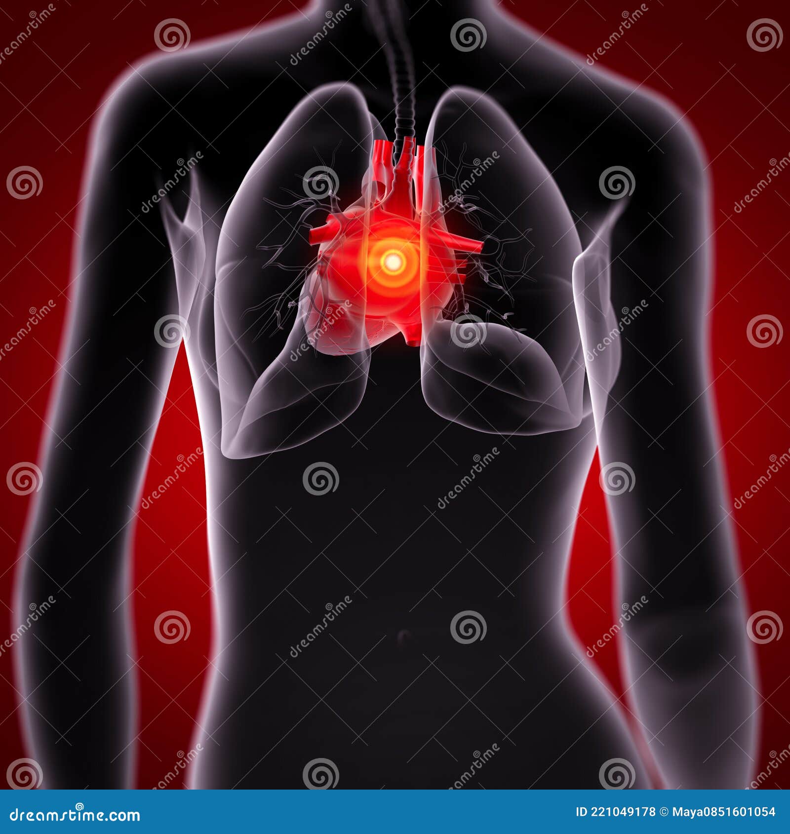 3d Render Female Anatomy - Heart Stock Illustration - Illustration of ...